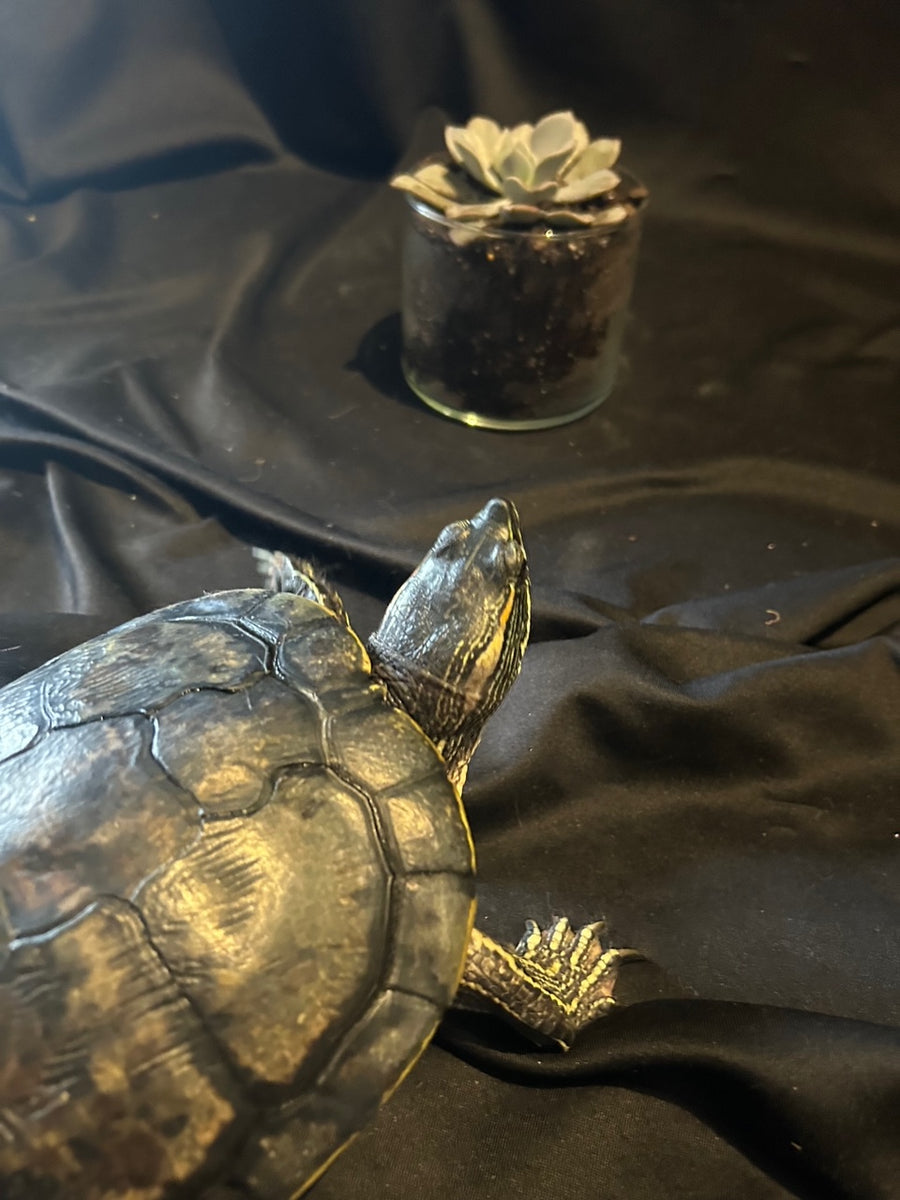 Succulent – Nicola Flora